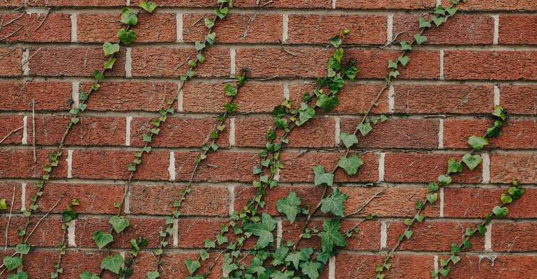 Ivy Removal Service | Professional Ivy Trimming