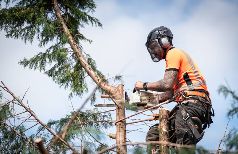 Tree Services Company | Tree Surgeon Pro