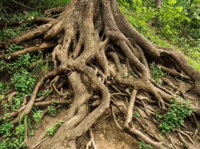 Overhanging Trees Who Pays - Tree Surgeon Pro