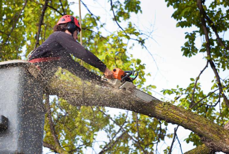 Tree Services Company | Tree Surgeon Pro