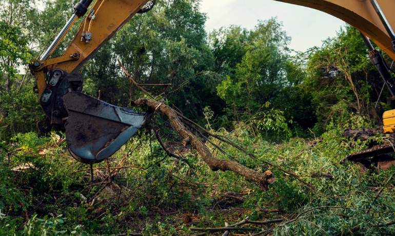 Professional Tree Surgery Services | Tree Surgeon Pro UK