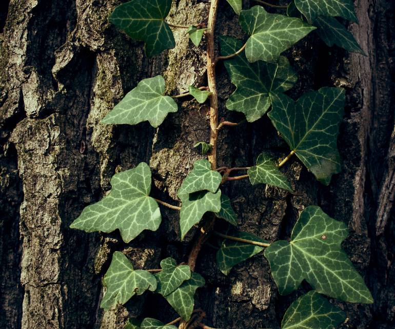 Ivy Removal Service | Professional Ivy Trimming